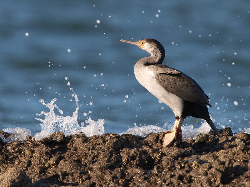 New Zealand Birds/Young Spotted Shag-12